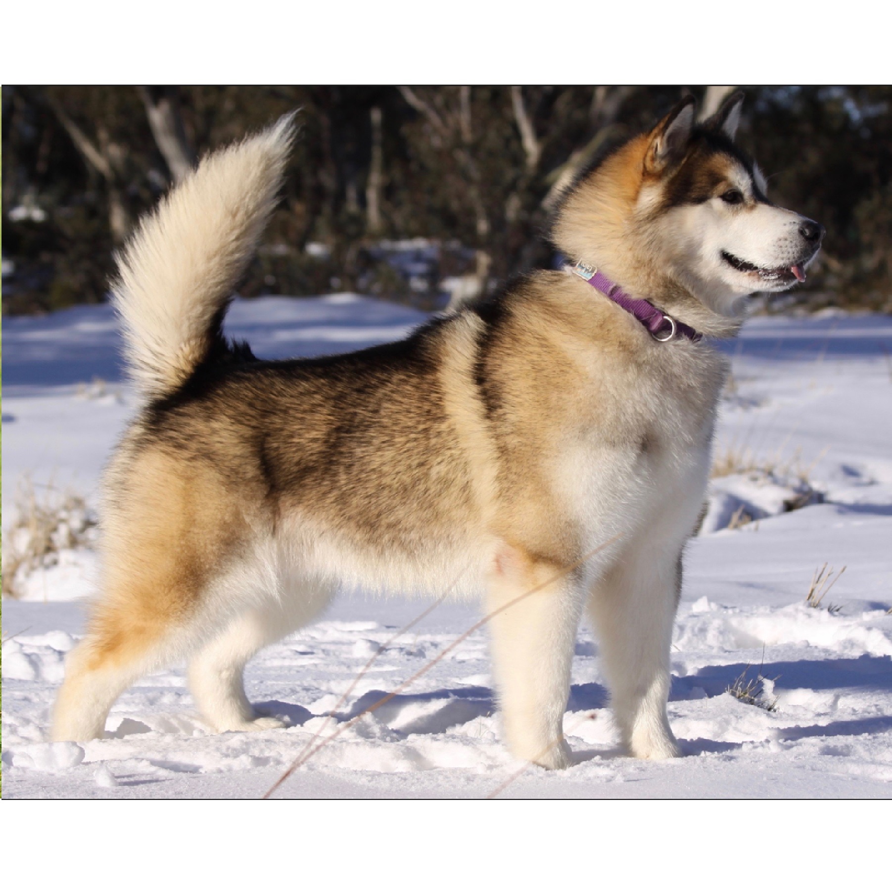 Alaskan Malamute Breeds