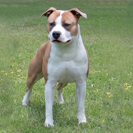Browse all breeds