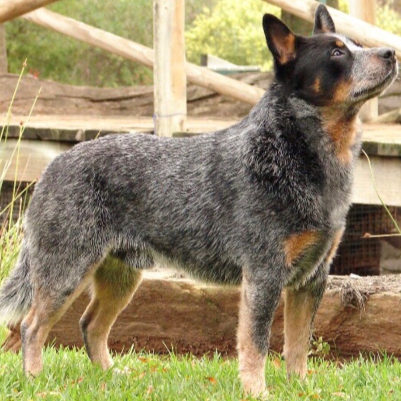Australian Cattle Dog Breeds