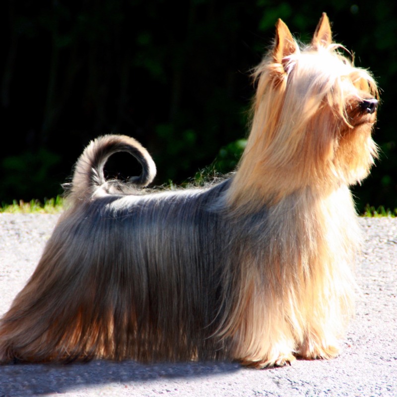 Australian Silky Terrier Breeds
