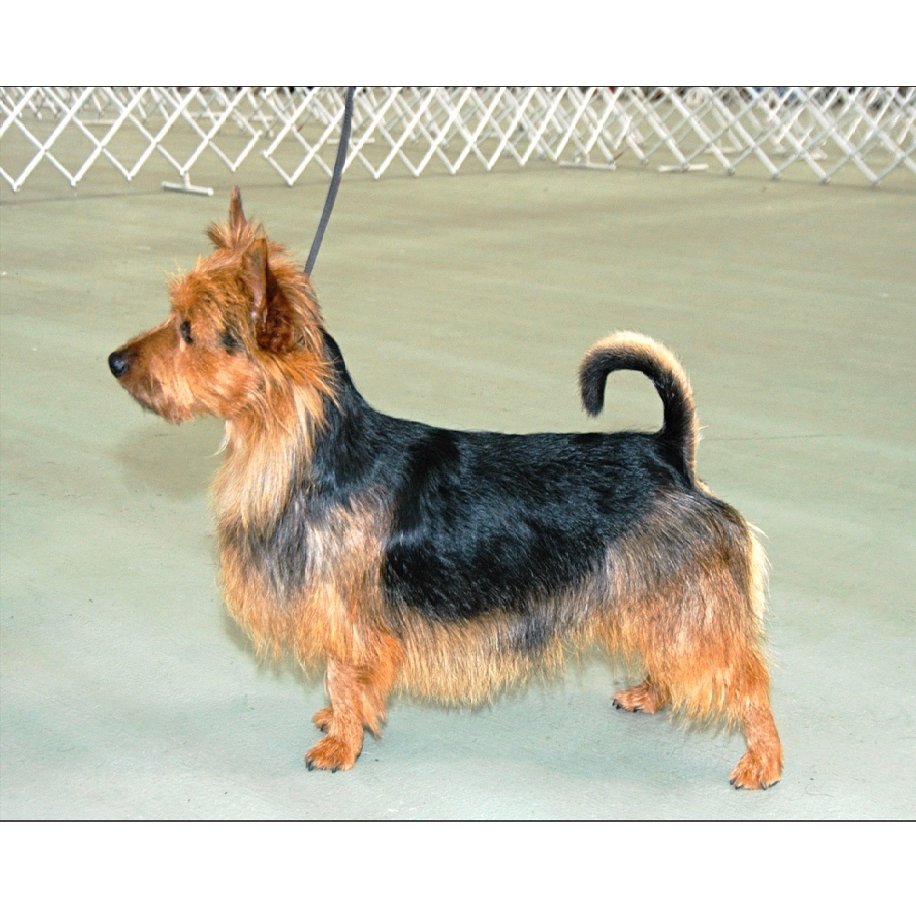 Australian Terrier Breeds