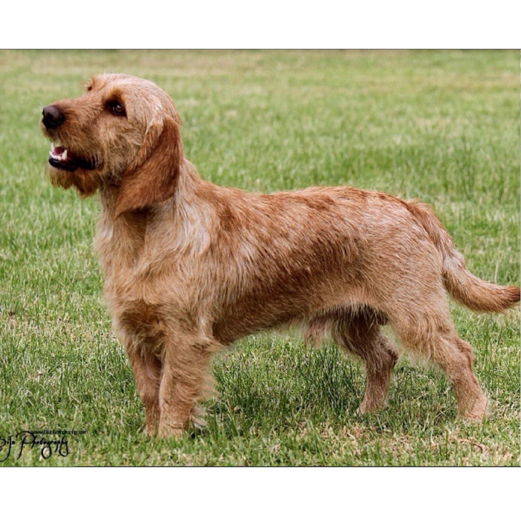 Browse all breeds