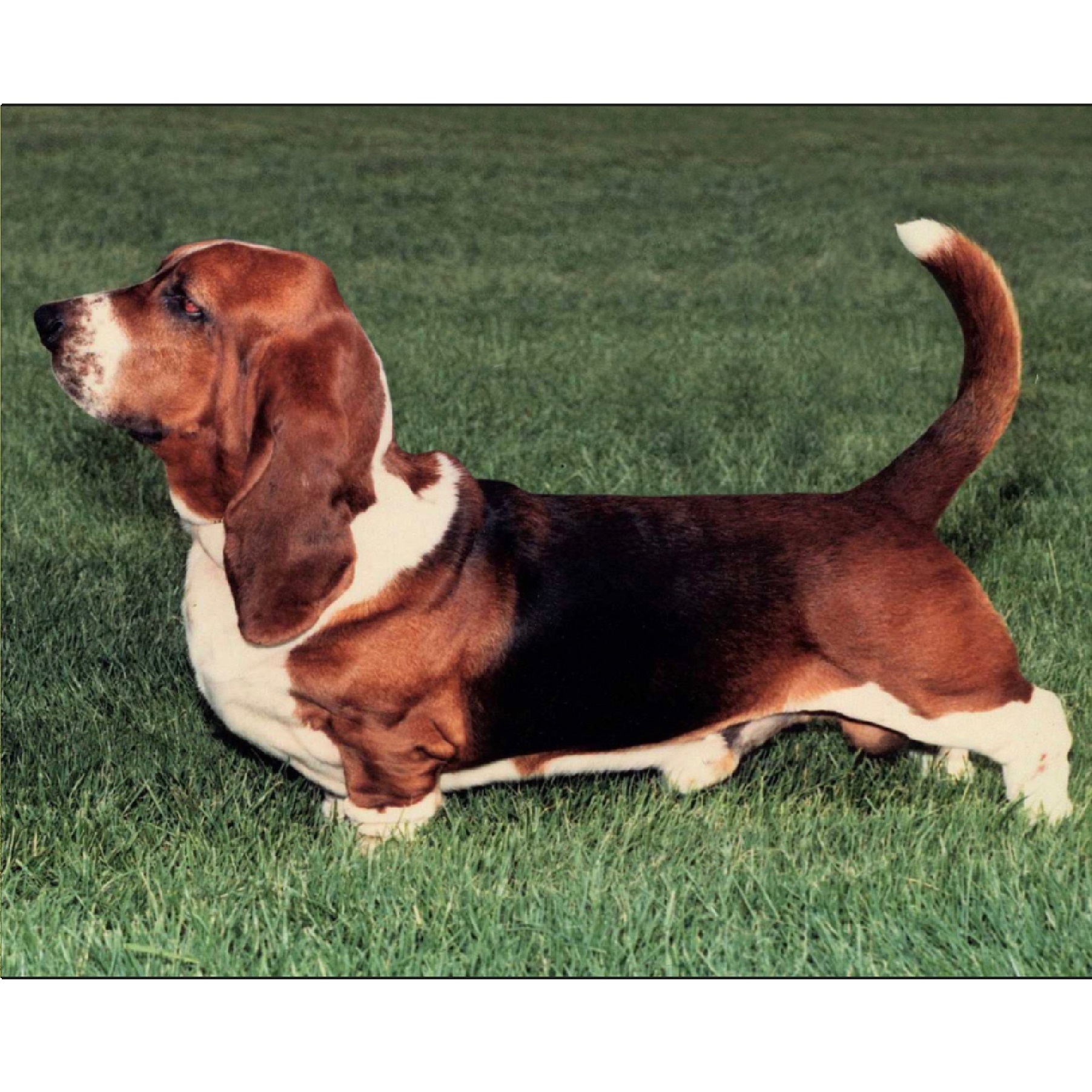 Basset Hound Breeds