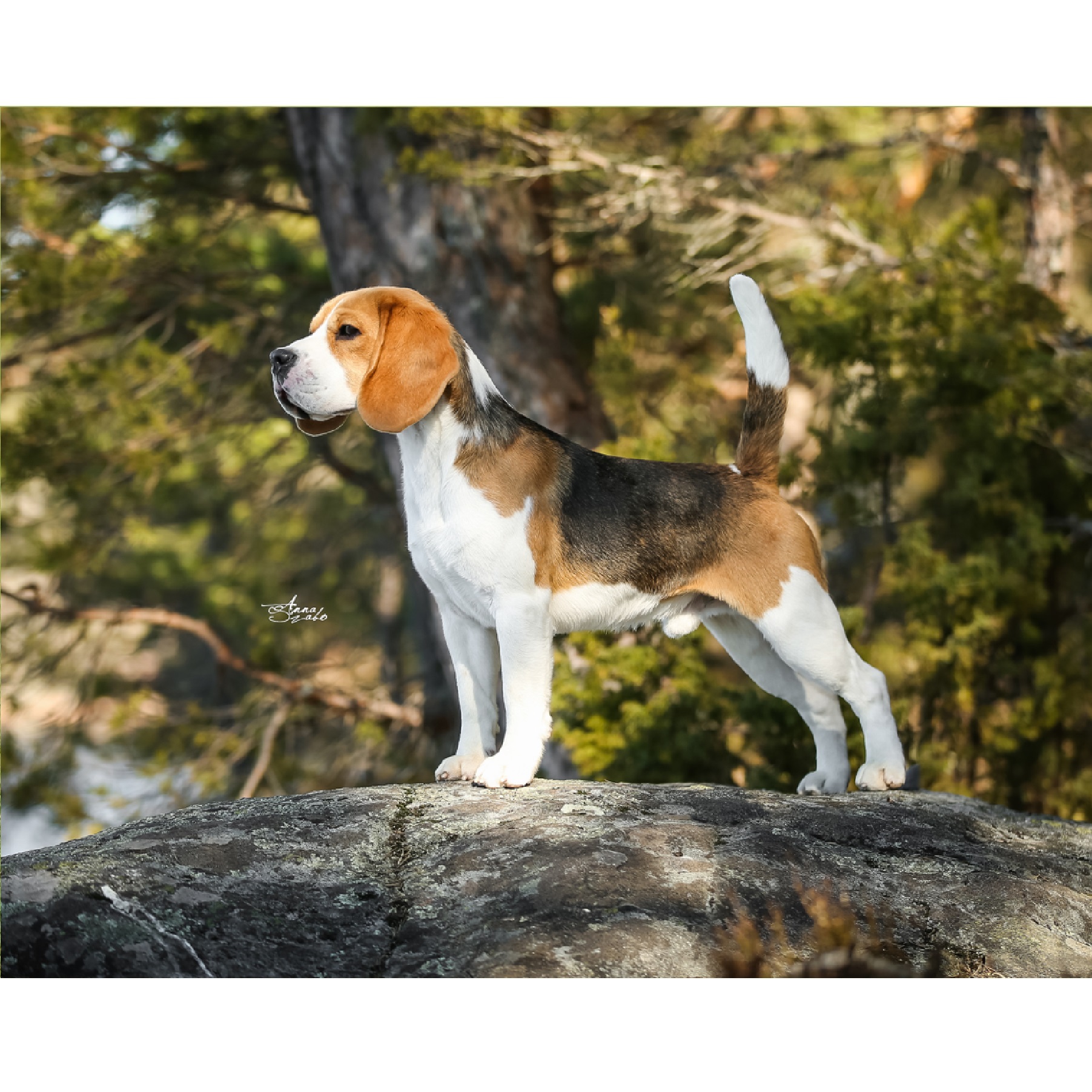 Beagle Breeds