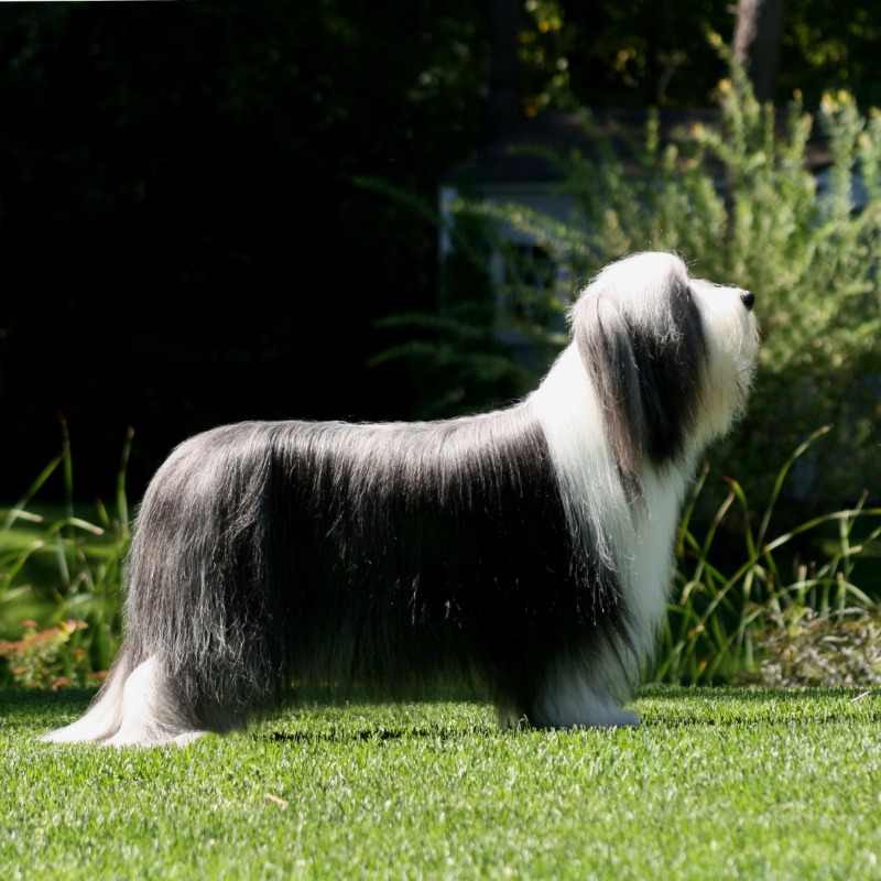 Bearded Collie Breeds