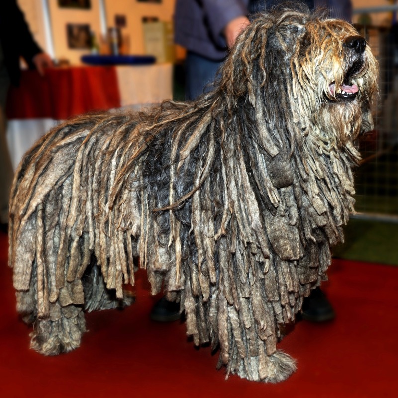 Browse all breeds