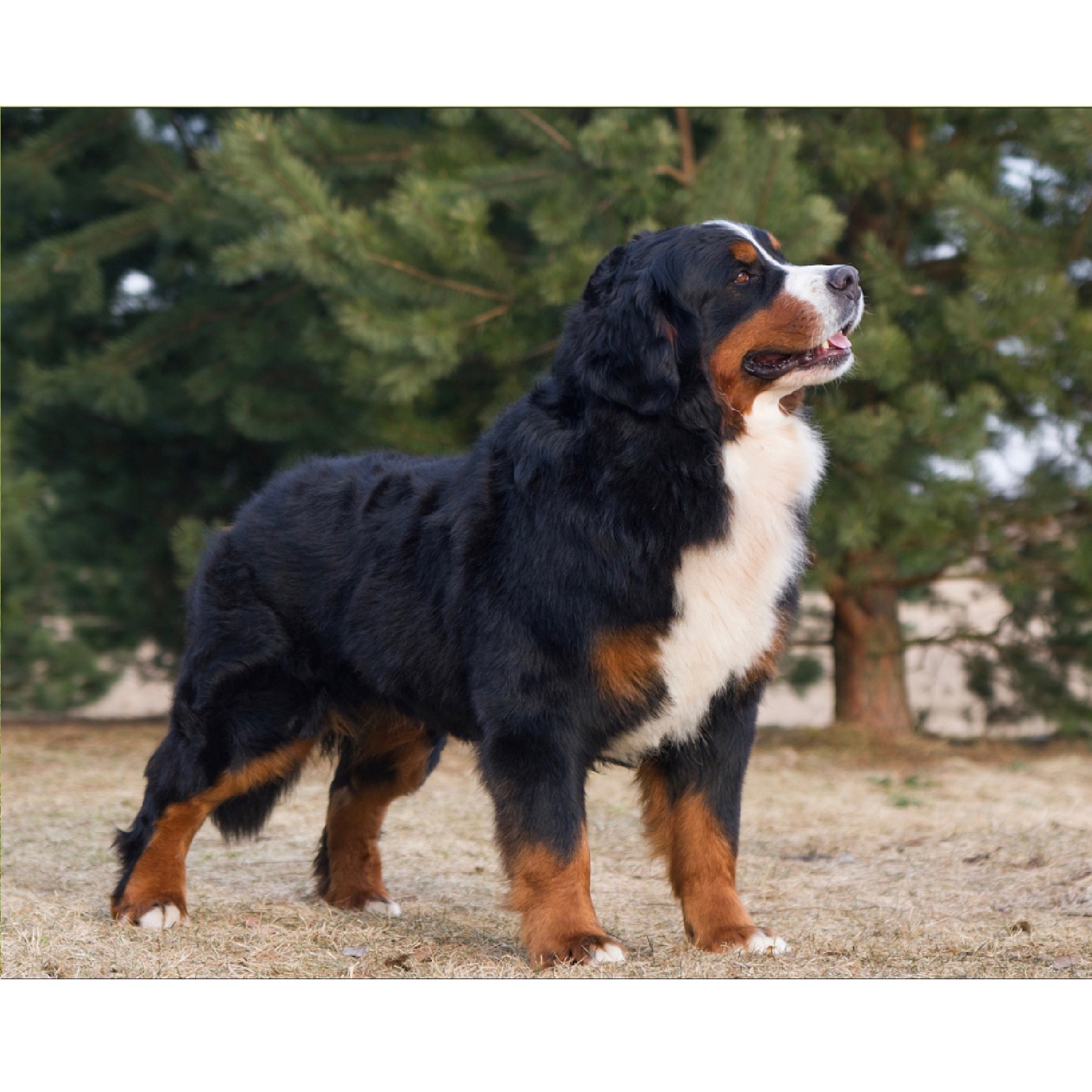 Browse all breeds