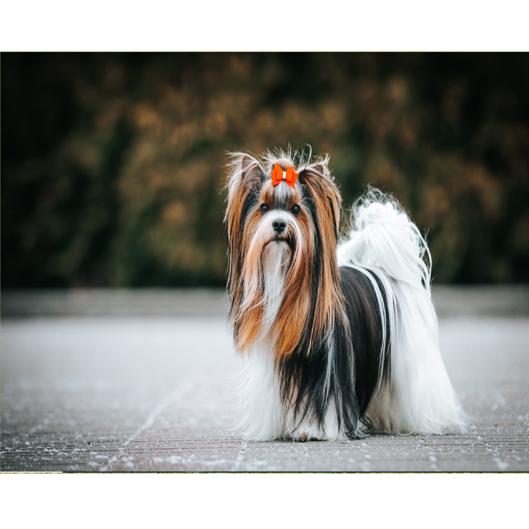 Biewer Terrier Breeds