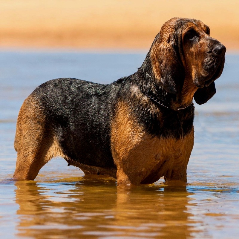 Bloodhound: Tracking Abilities & Training Tips