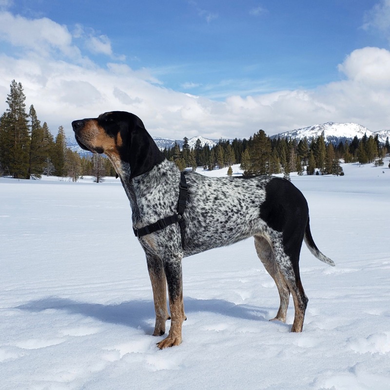 Bluetick Coonhound Breeds