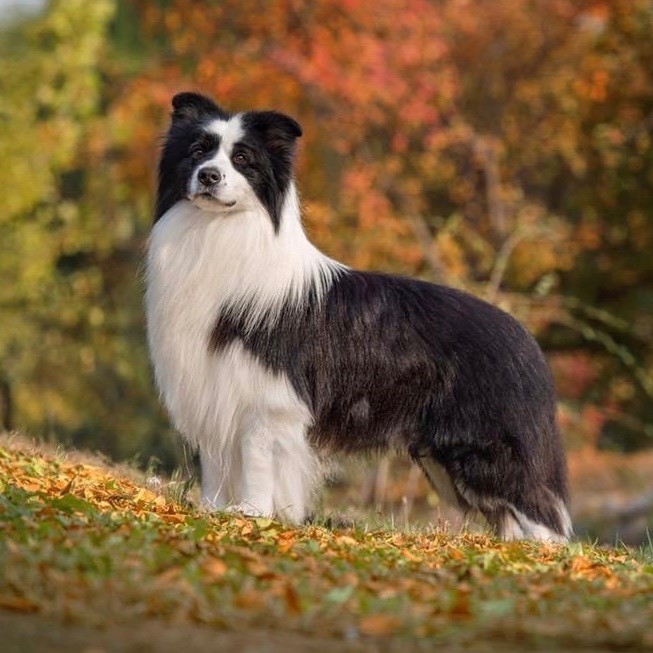 Border Collie Breeds