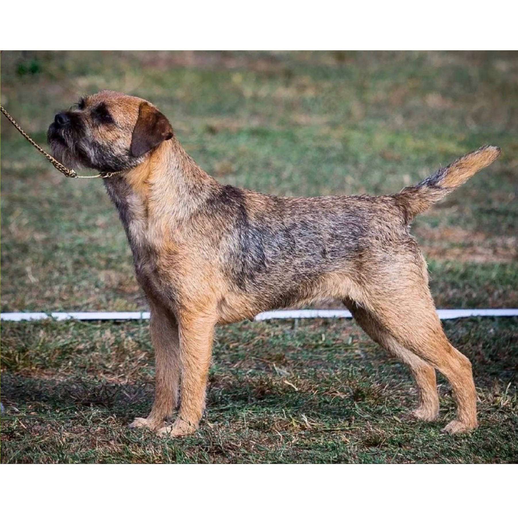 Browse all breeds