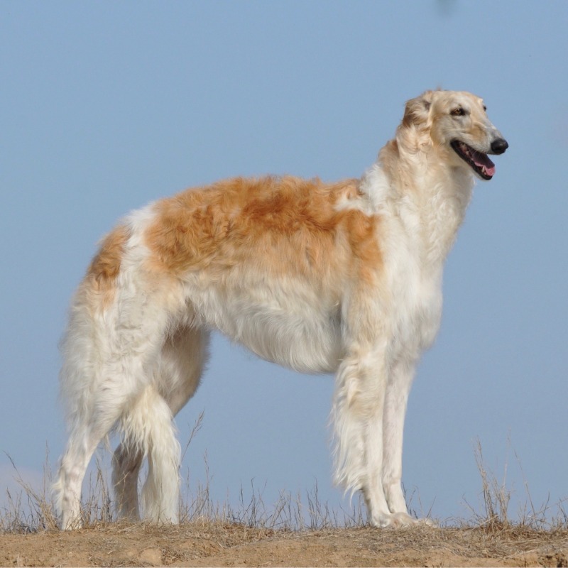 Borzoi Breeds