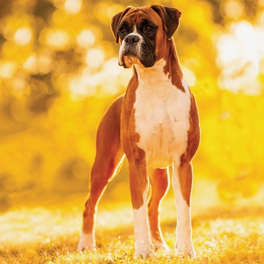 Boxer Breeds