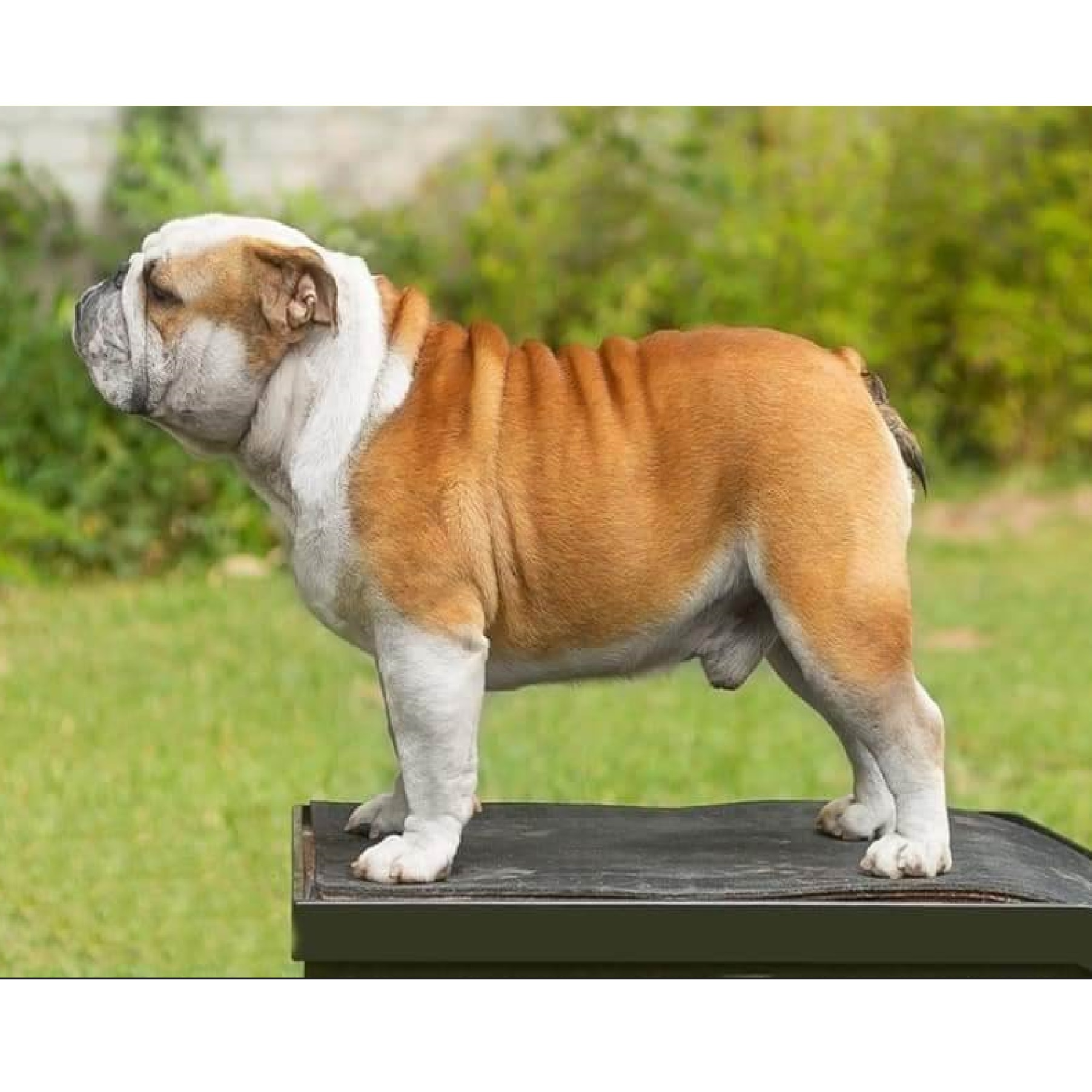 British Bulldog Breeds