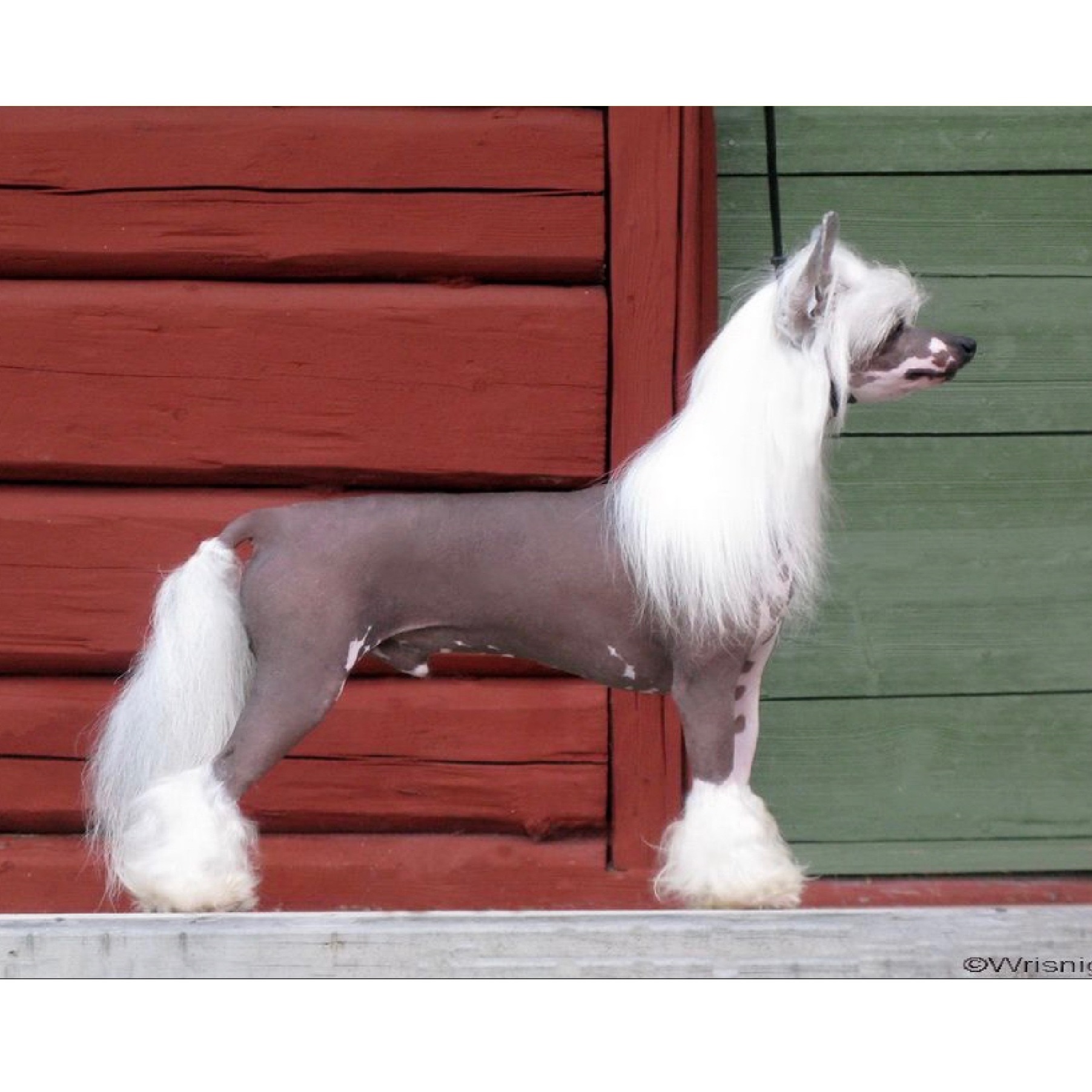Are Chinese Crested Dogs Hairless