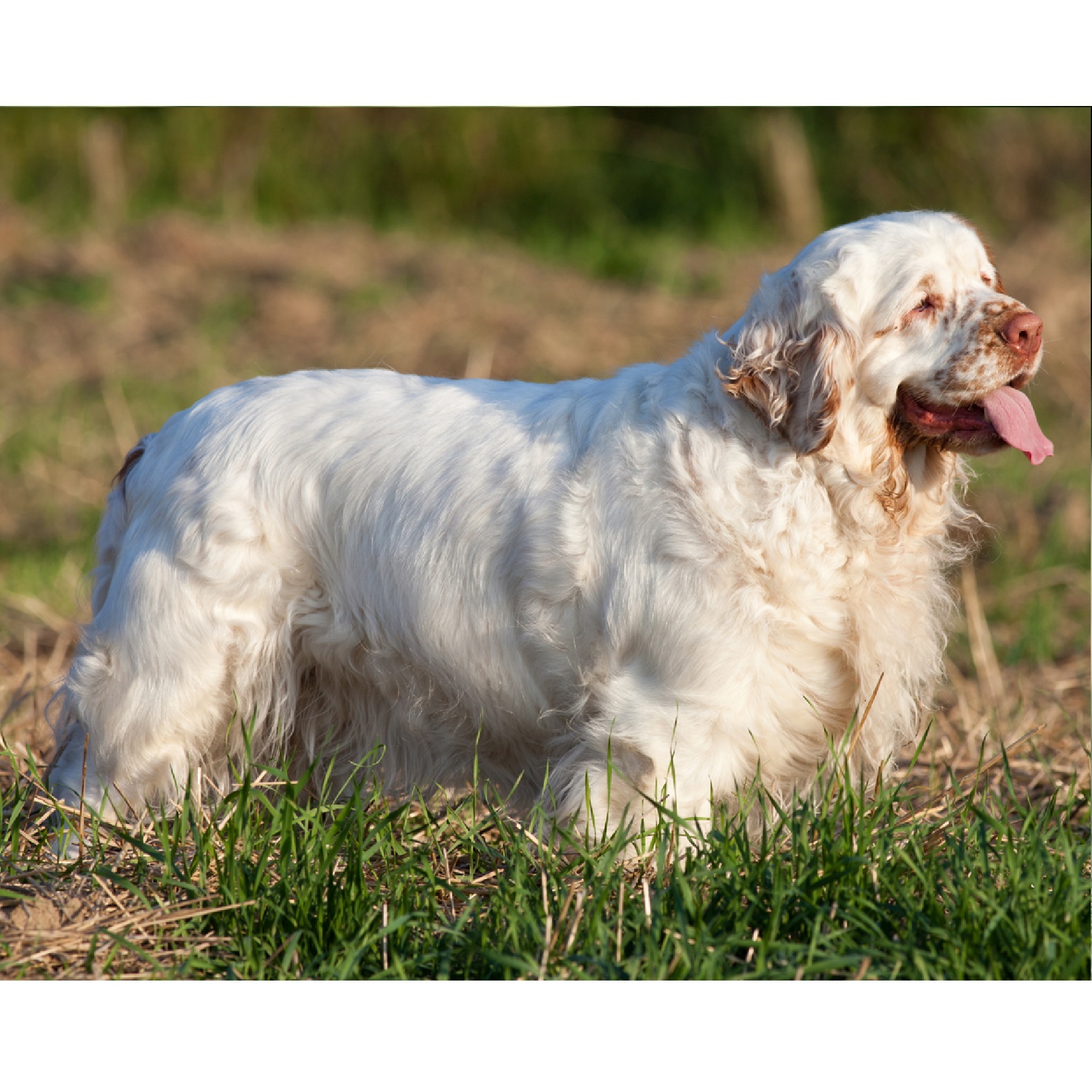 Clumber Spaniel Breeds