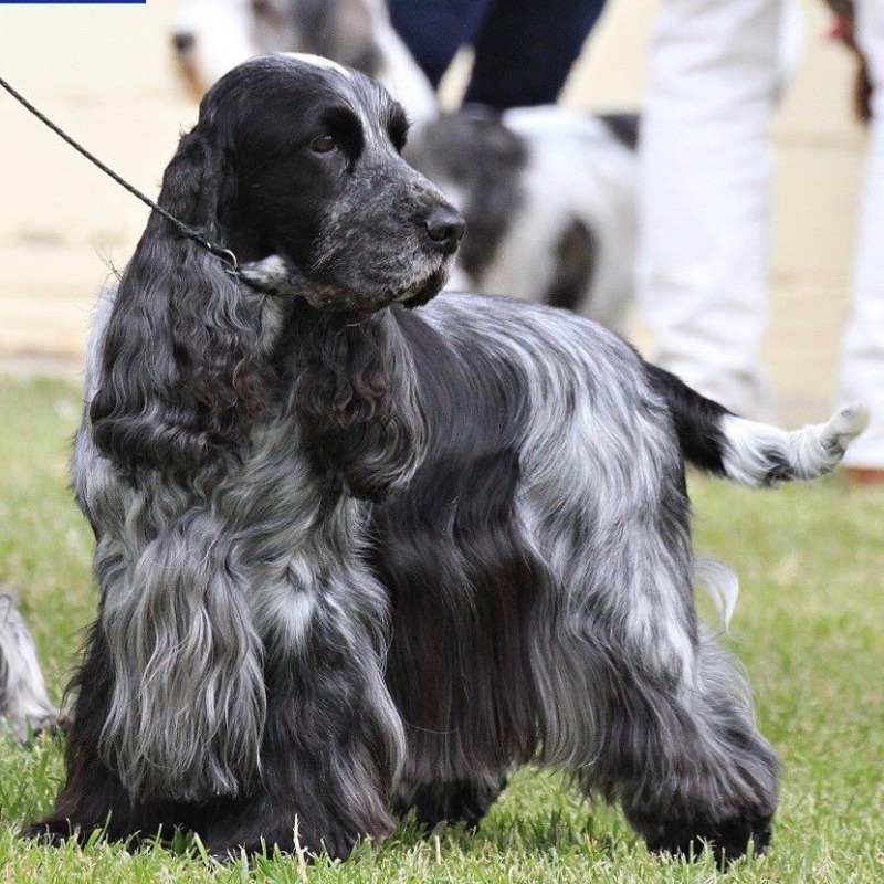 Cocker Spaniel Breeds