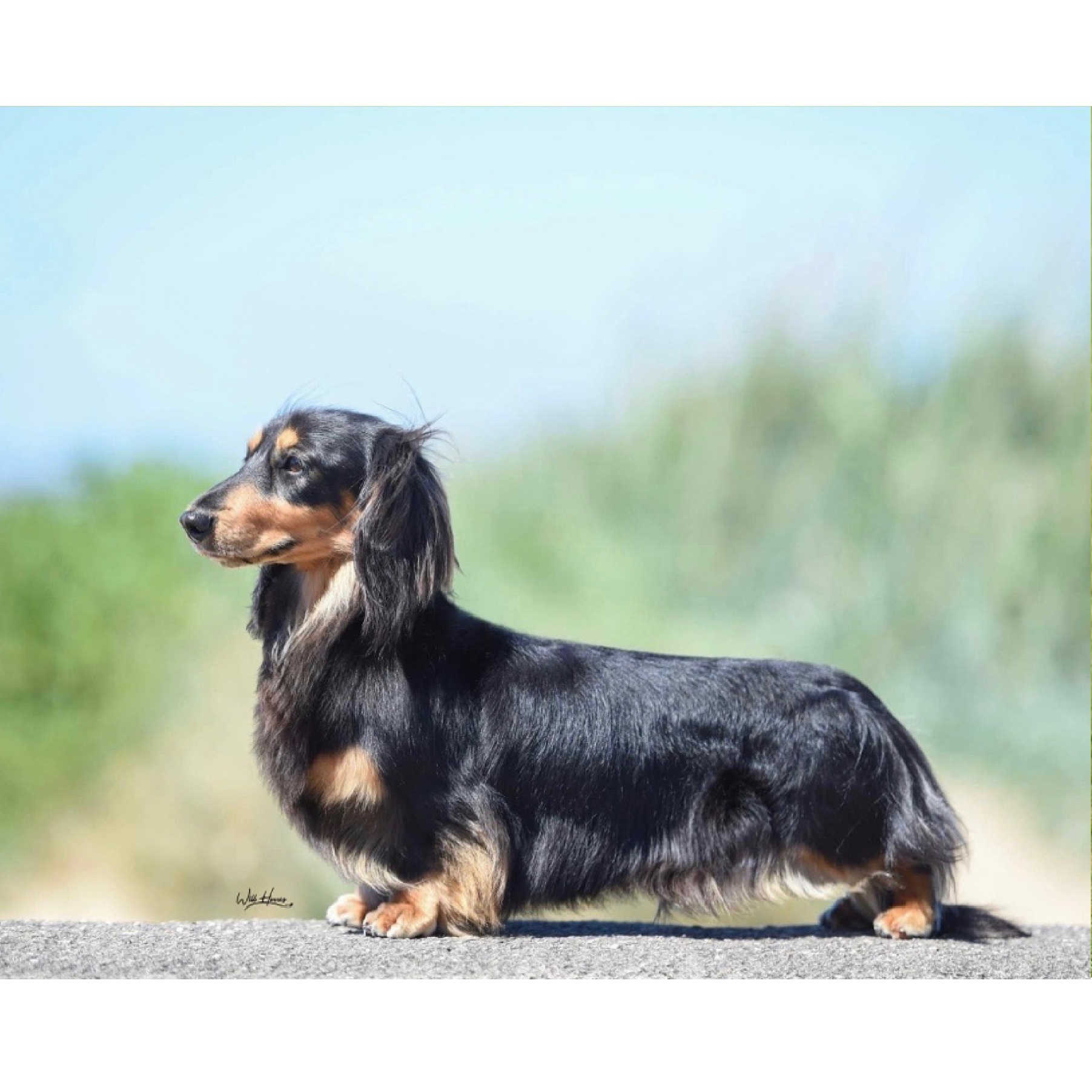 Dachshund (Miniature Long Haired) Breeds