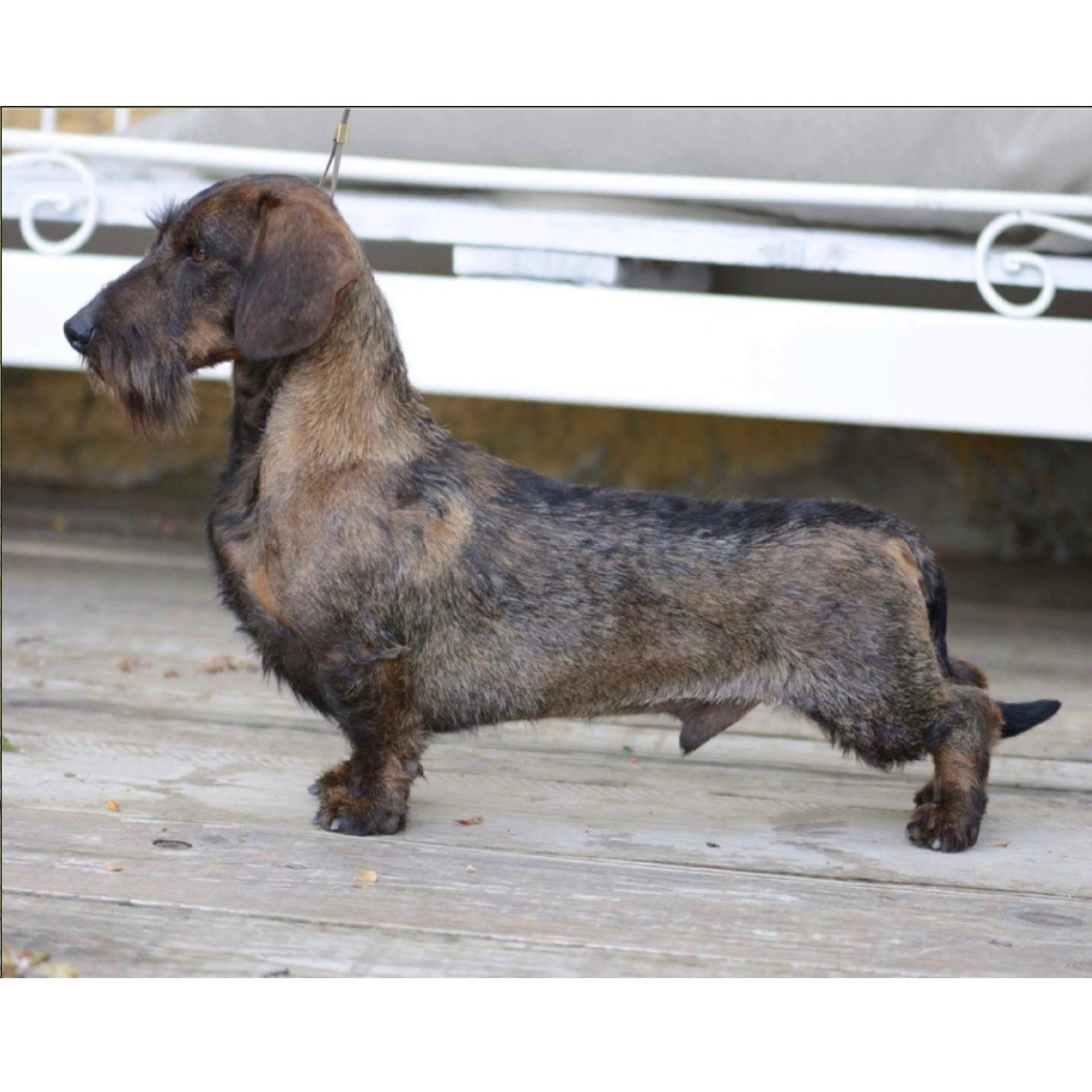 Dachshund (Wire Haired) Breeds