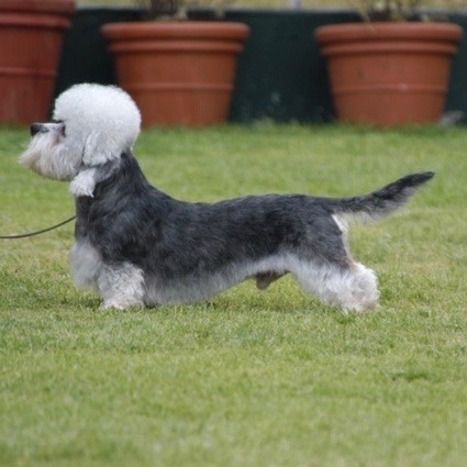 Dandie Dinmont Terrier Breeds