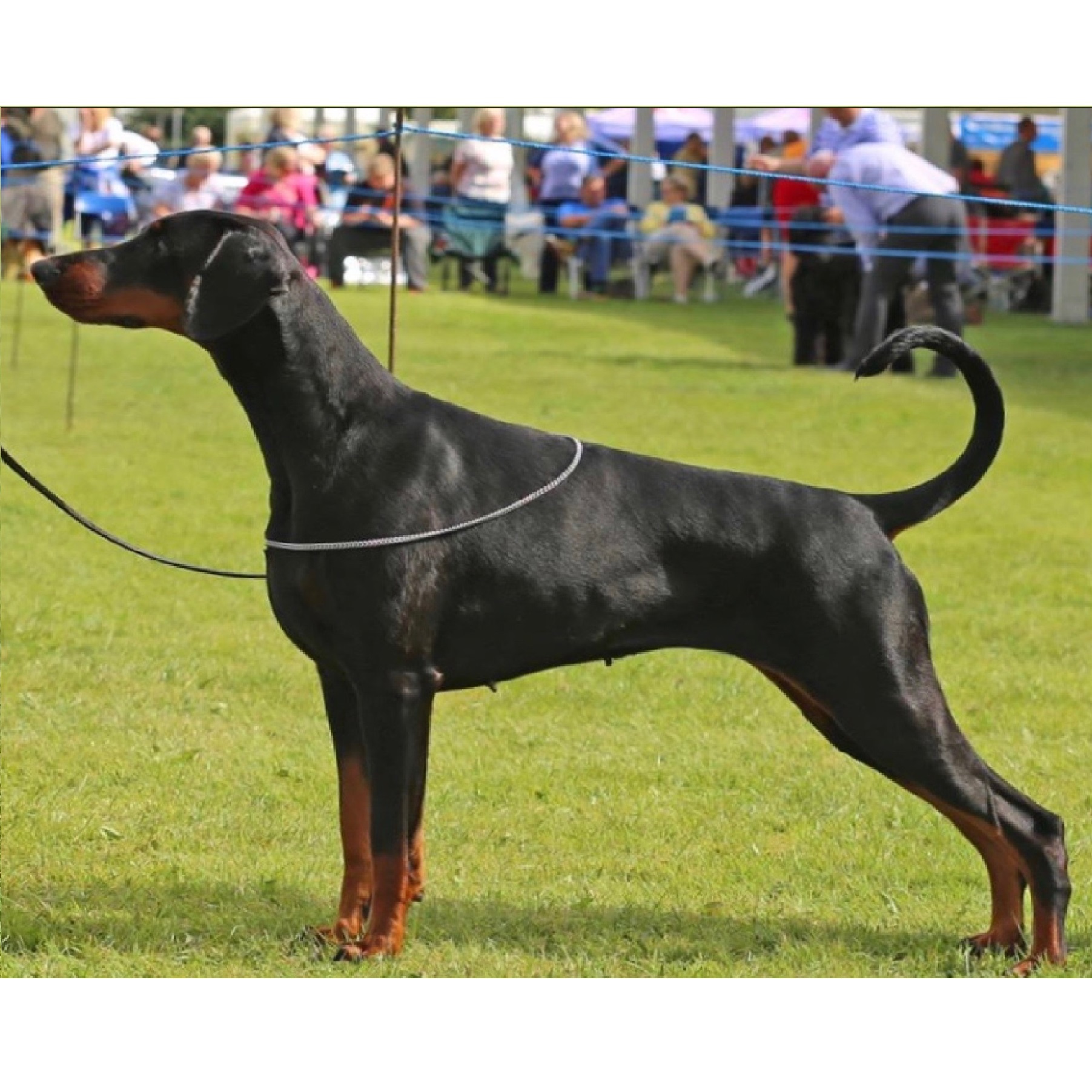 Dobermann Breeds