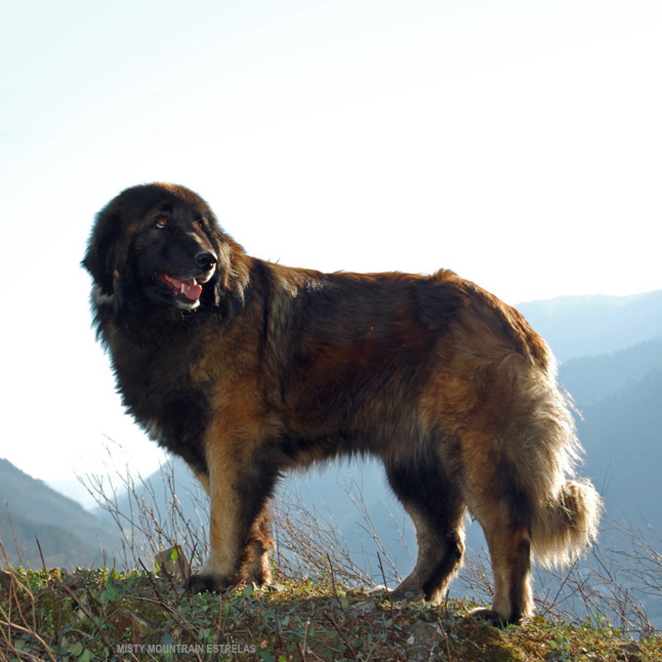 Estrela Mountain Dog Breeds