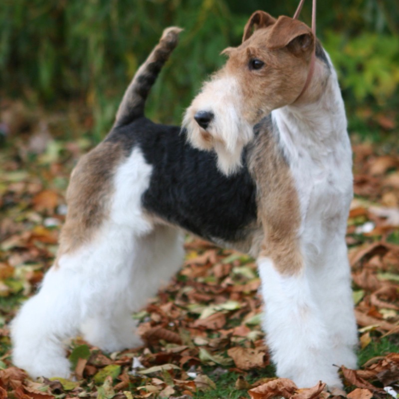 Fox Terrier (Wire) Breeds
