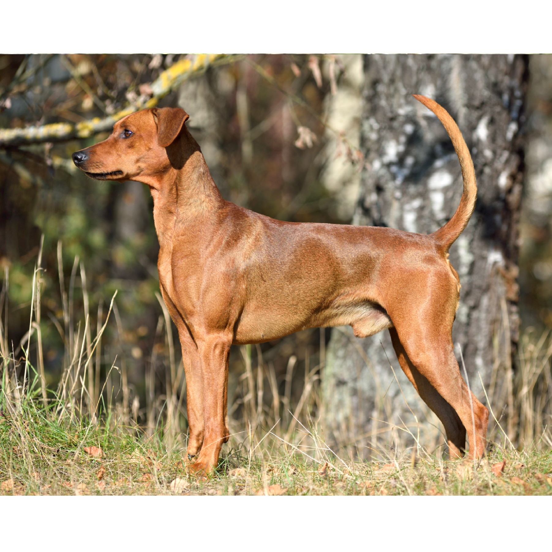 German Pinscher Breeds