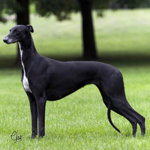 Greyhound Breeds