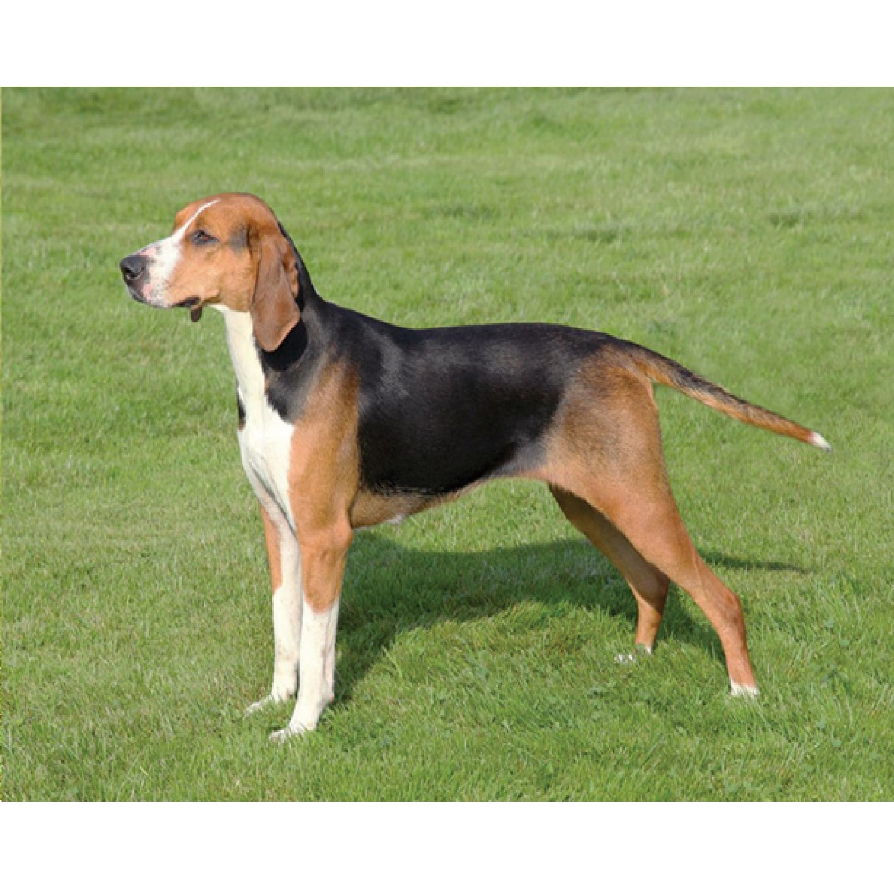 Hamiltonstovare Breeds