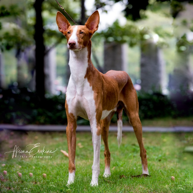 Ibizan Hound Breeds