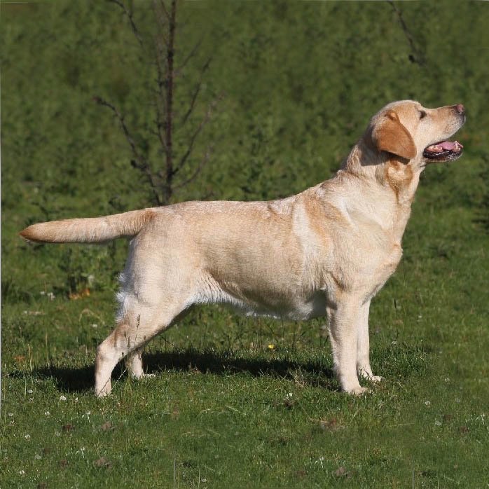 Labrador Retriever Breeds