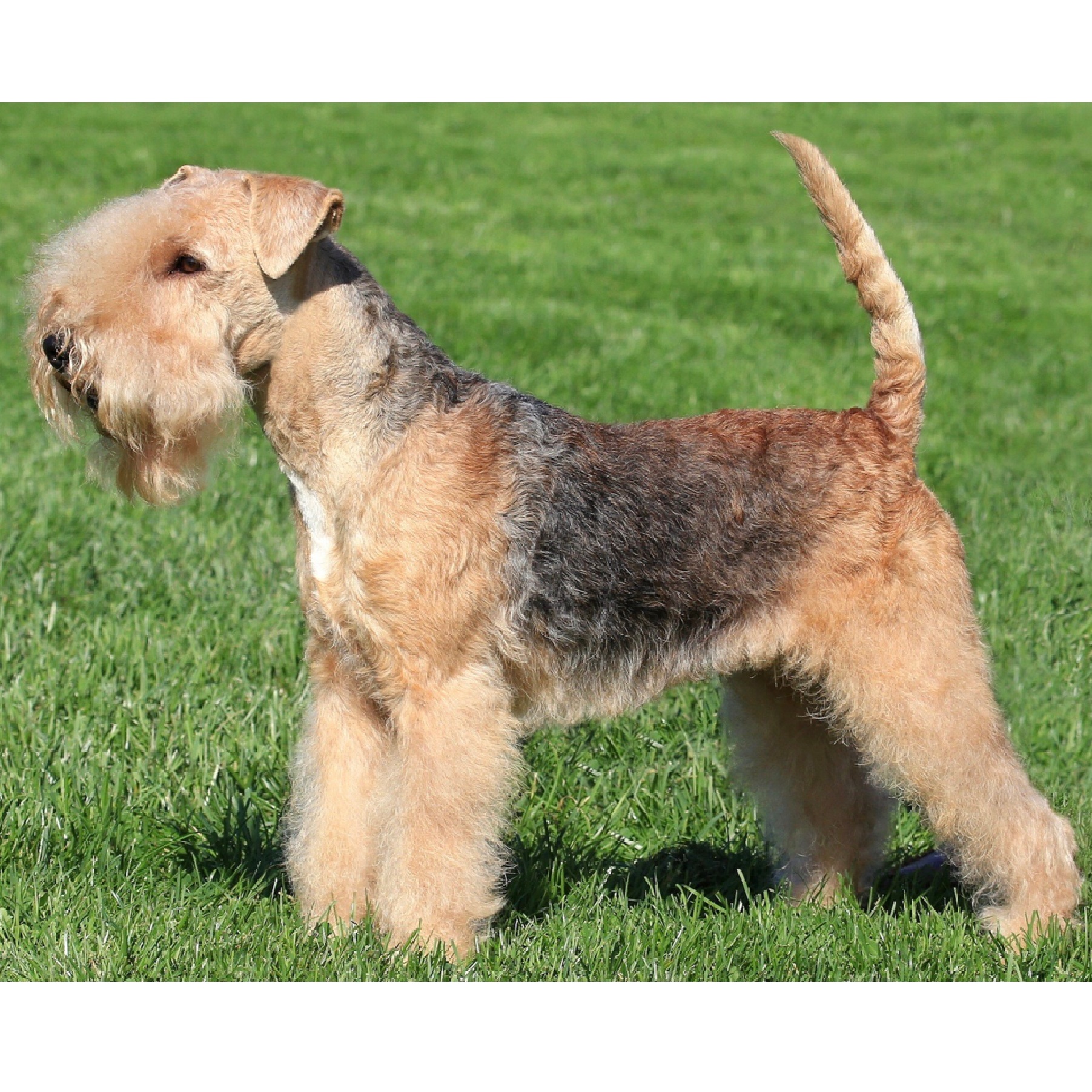 Lakeland Terrier Breeds