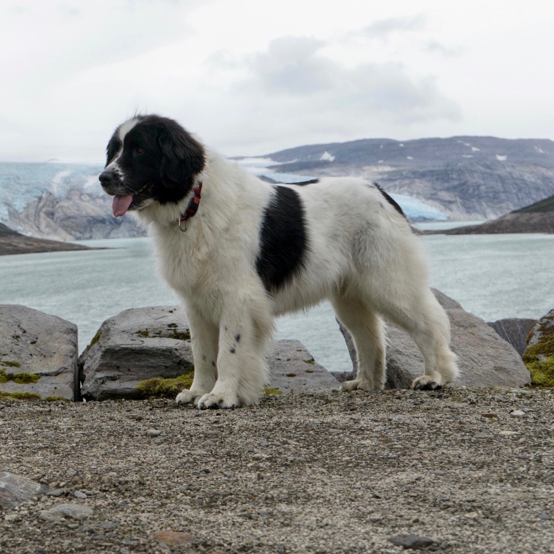 Landseer (European Continental Type) Breeds