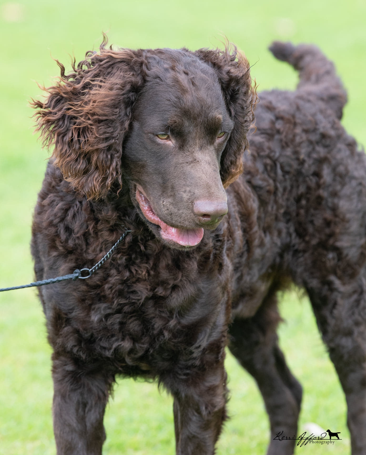Murray River Retriever Breeds