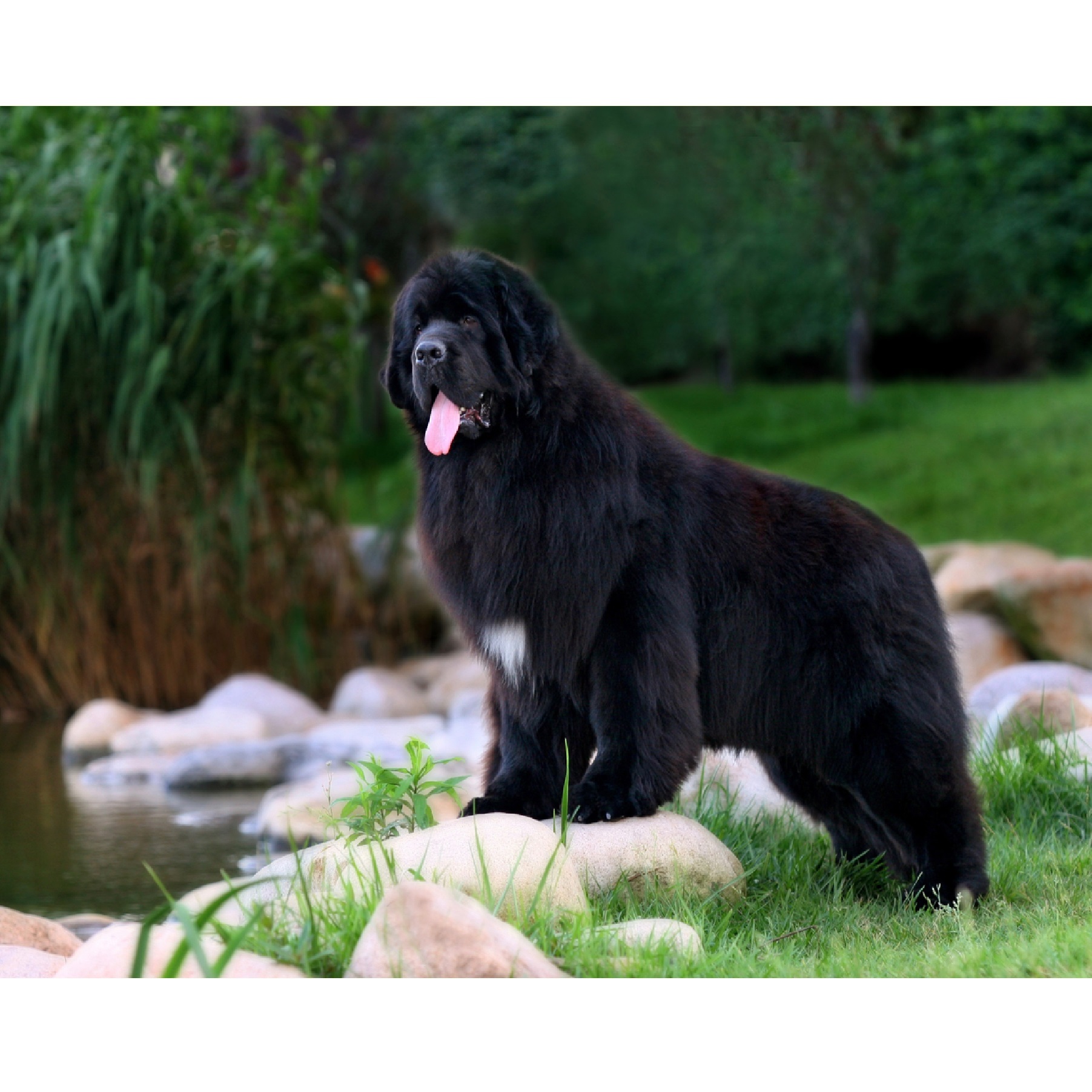 Newfoundland Breeds