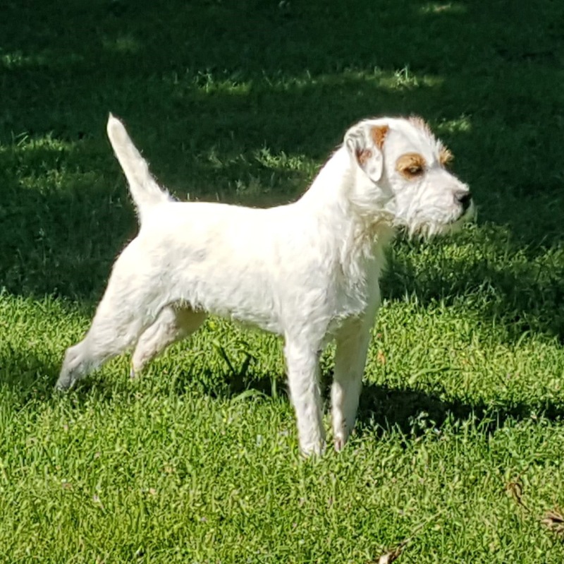 Parson Russell Terrier Breeds