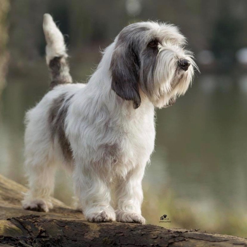 Petit Basset Griffon Vendeen Breeds