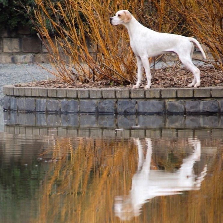 Pointer Breeds