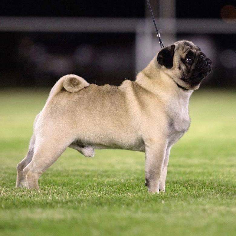 Pug Breeds