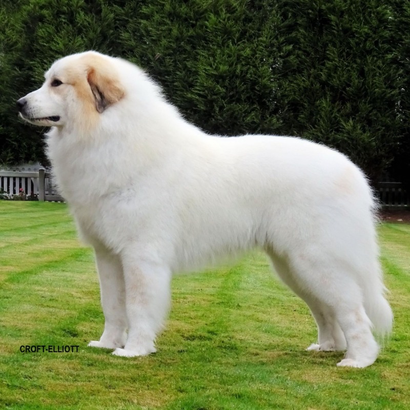 Pyrenean Mountain Dog Breeds