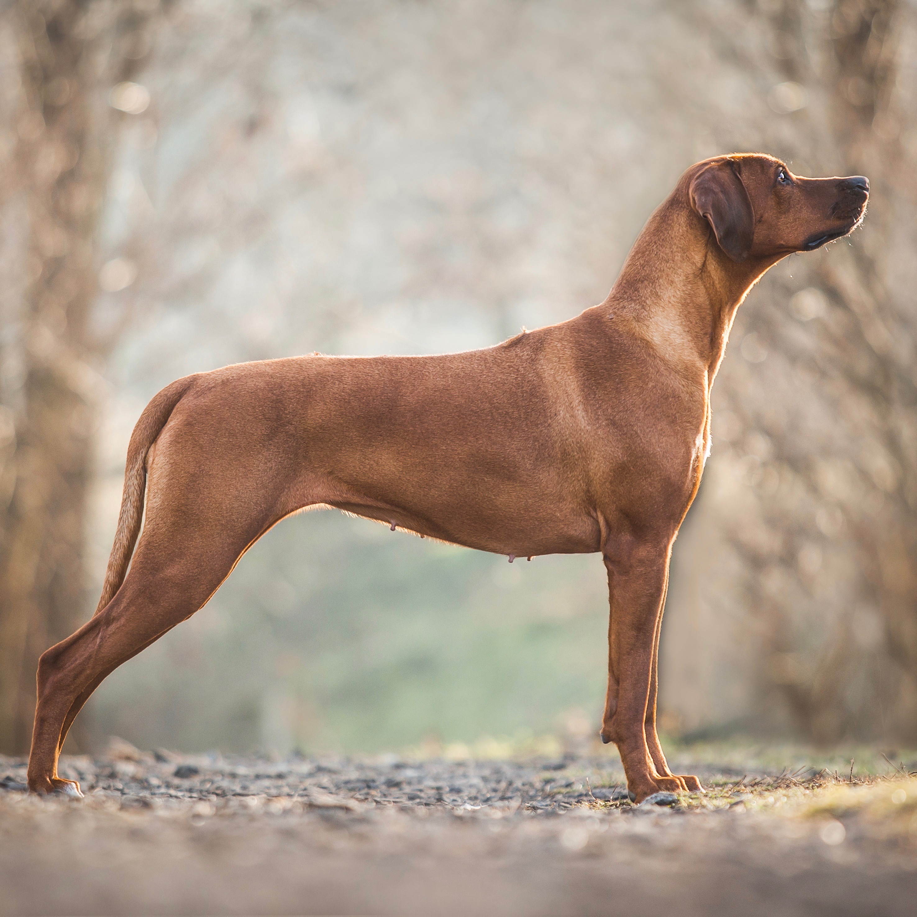 Rhodesian Ridgeback Breeds