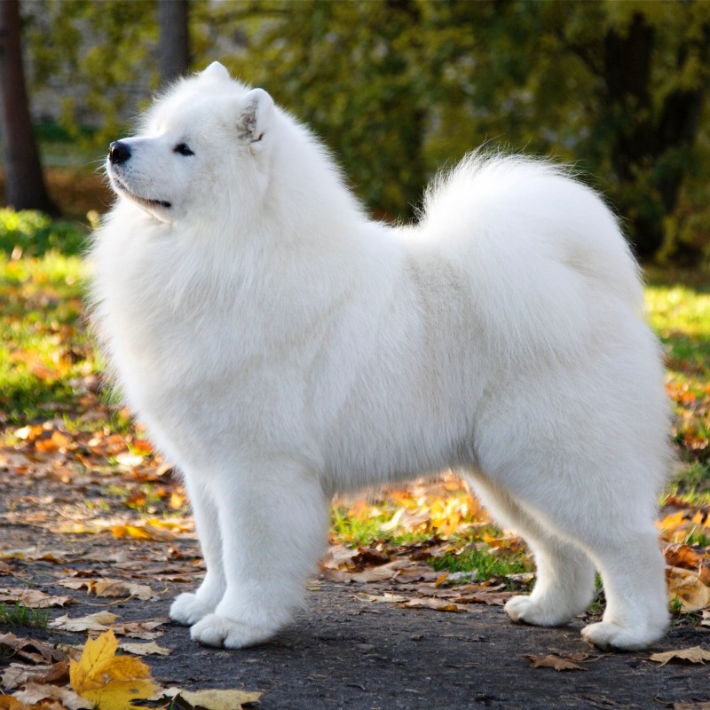 Samoyed Breeds