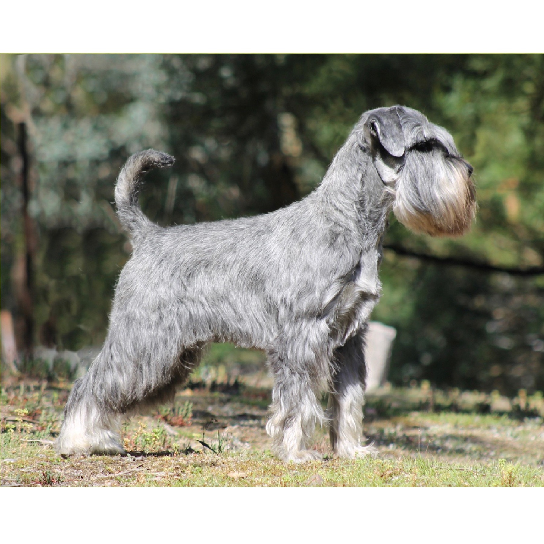 Schnauzer Breeds