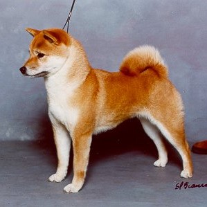 Shiba Inu Breeds