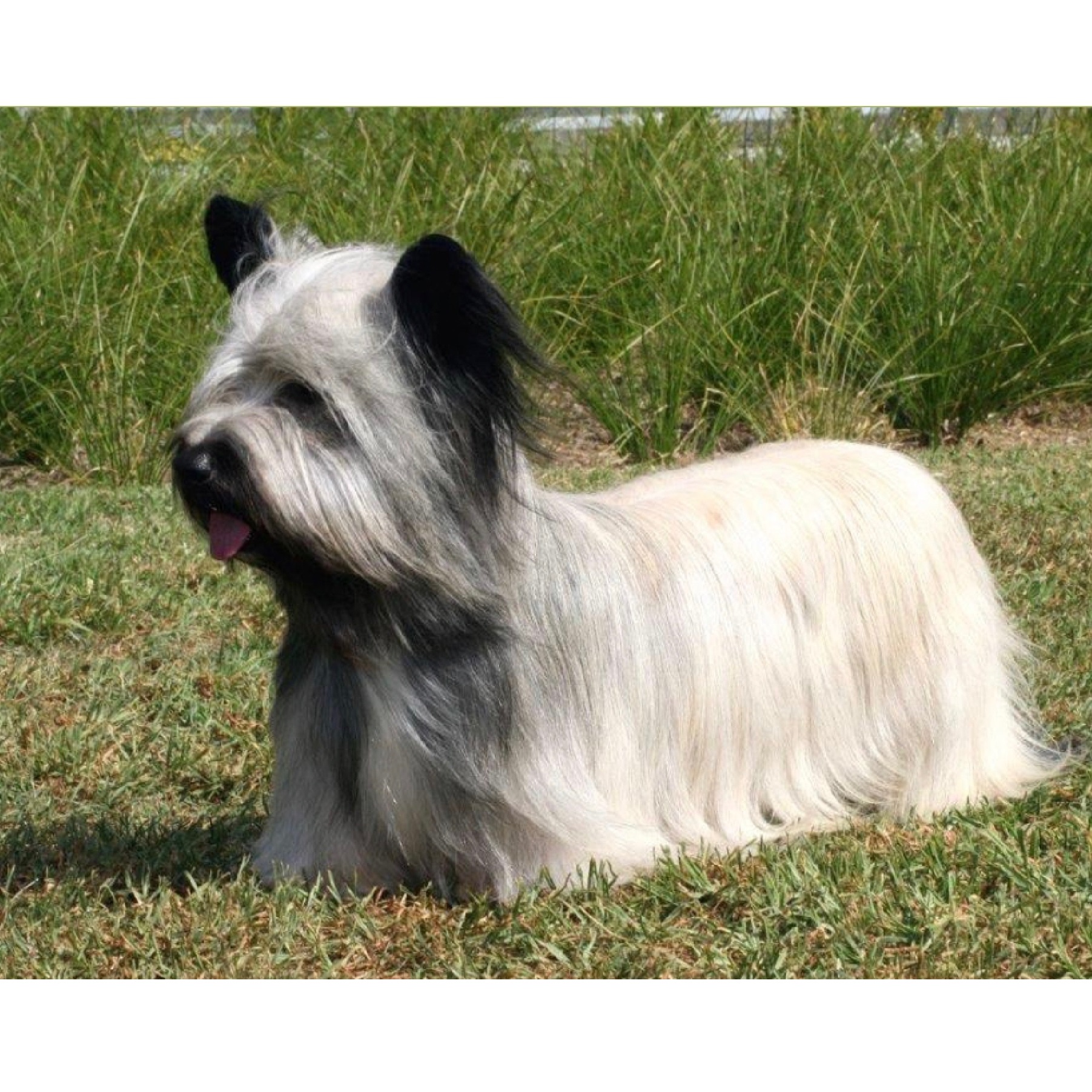 Skye Terrier Breeds