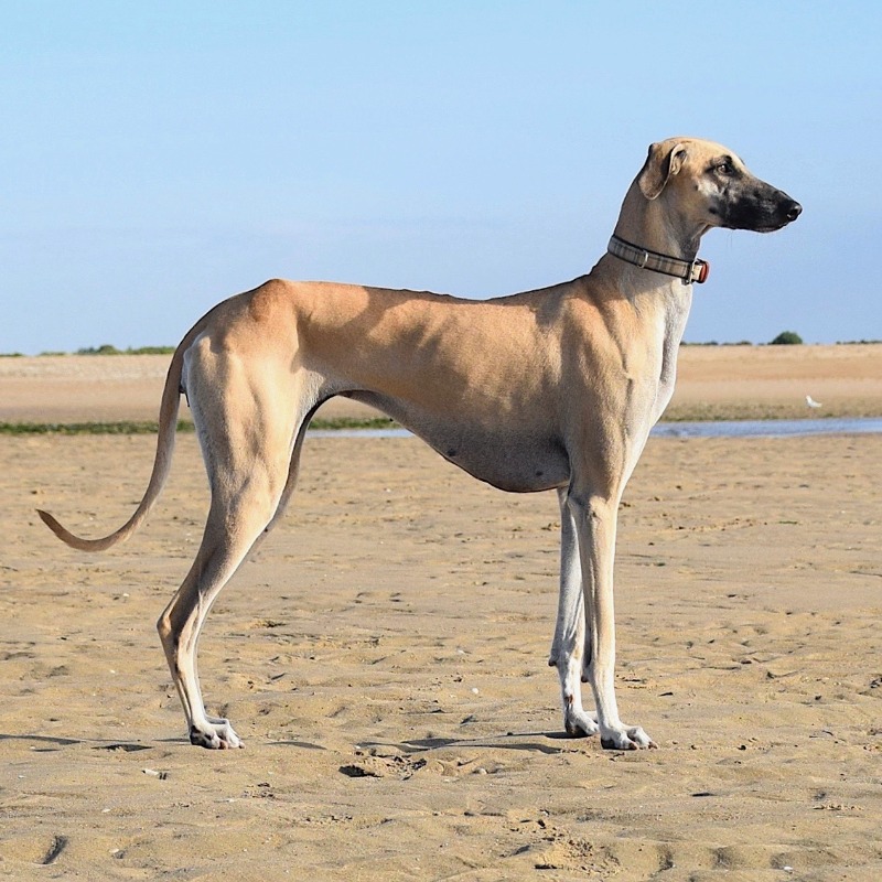 Sloughi Breeds