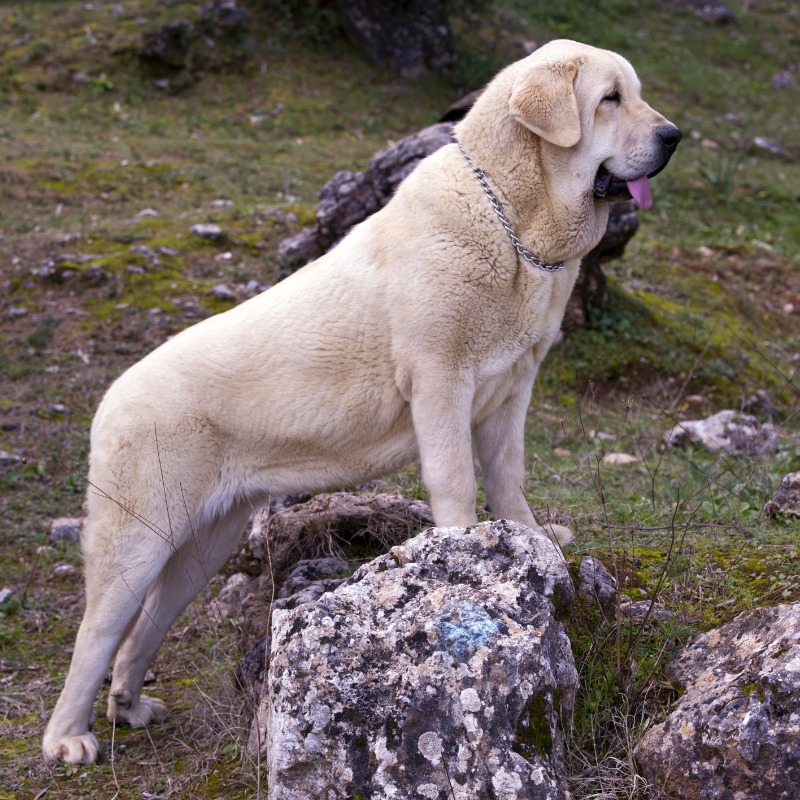 Spanish Mastiff Breeds