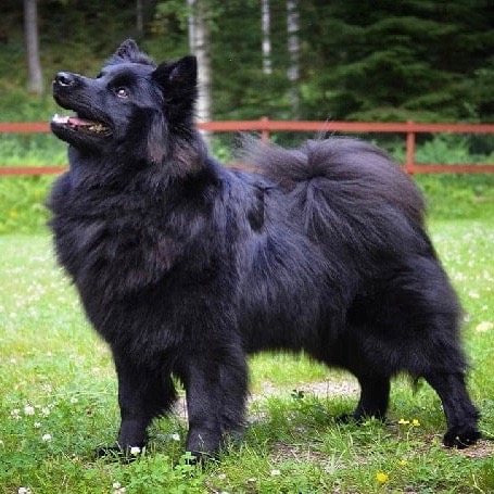 Swedish Lapphund Breeds